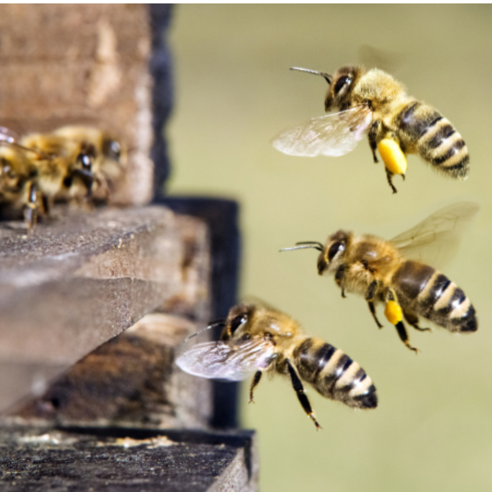 La danse frétillante des abeilles - Société Centrale d'Horticulture de ...
