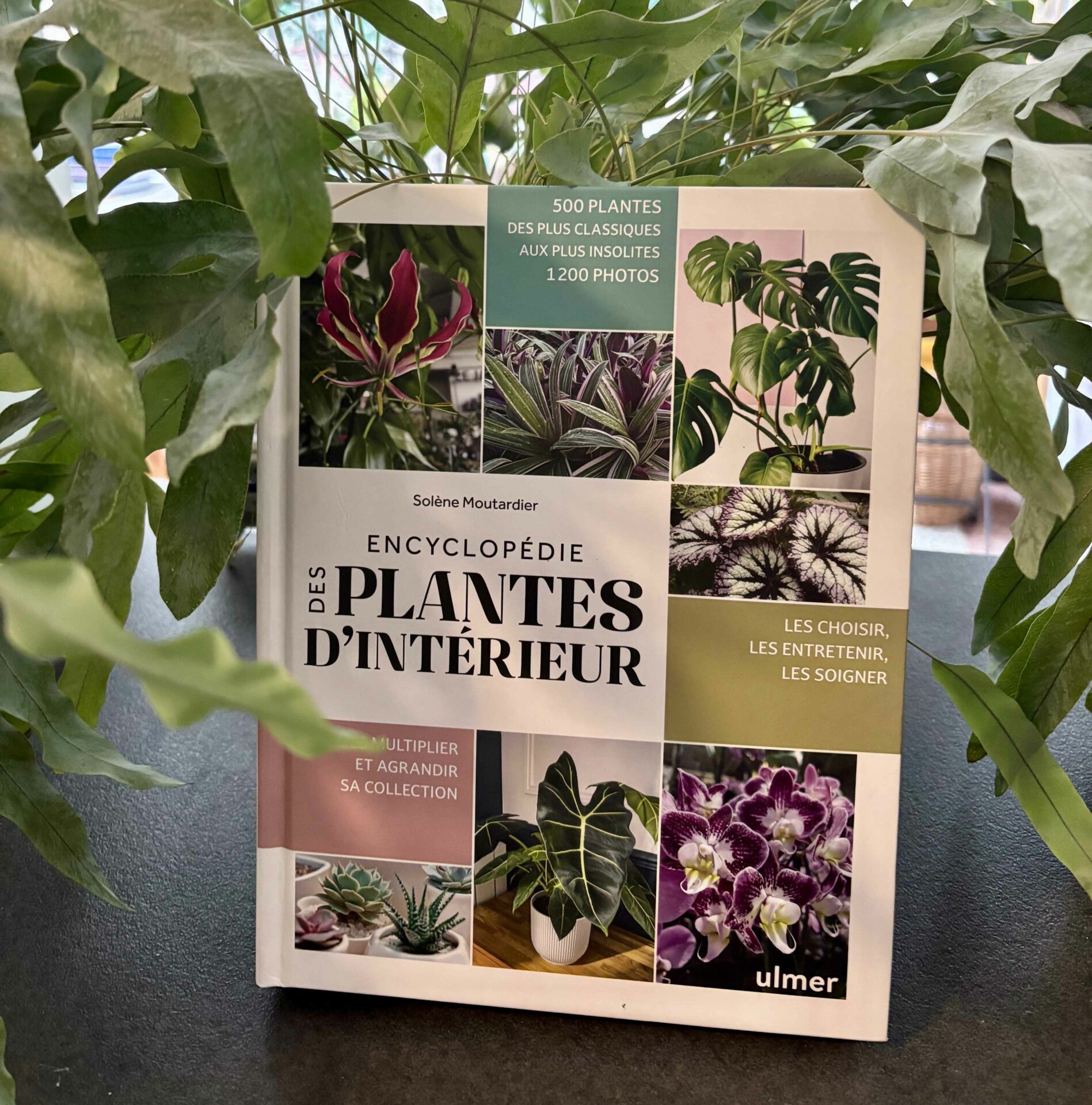 Bientôt l’hiver : faites entrer la nature chez vous en cultivant des ...