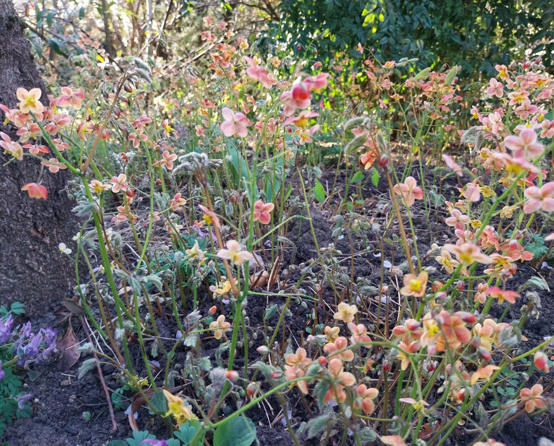 L’Epimedium est en fleur ! - Société Centrale d'Horticulture de Nancy ...